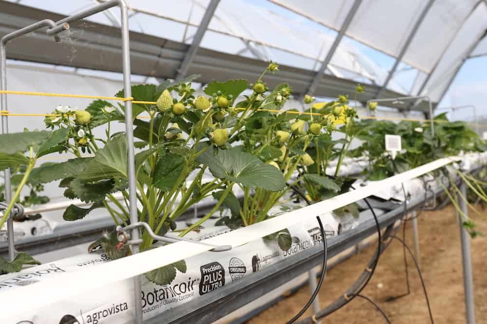 Supporting new strawberry variety development for a rapidly evolving ...