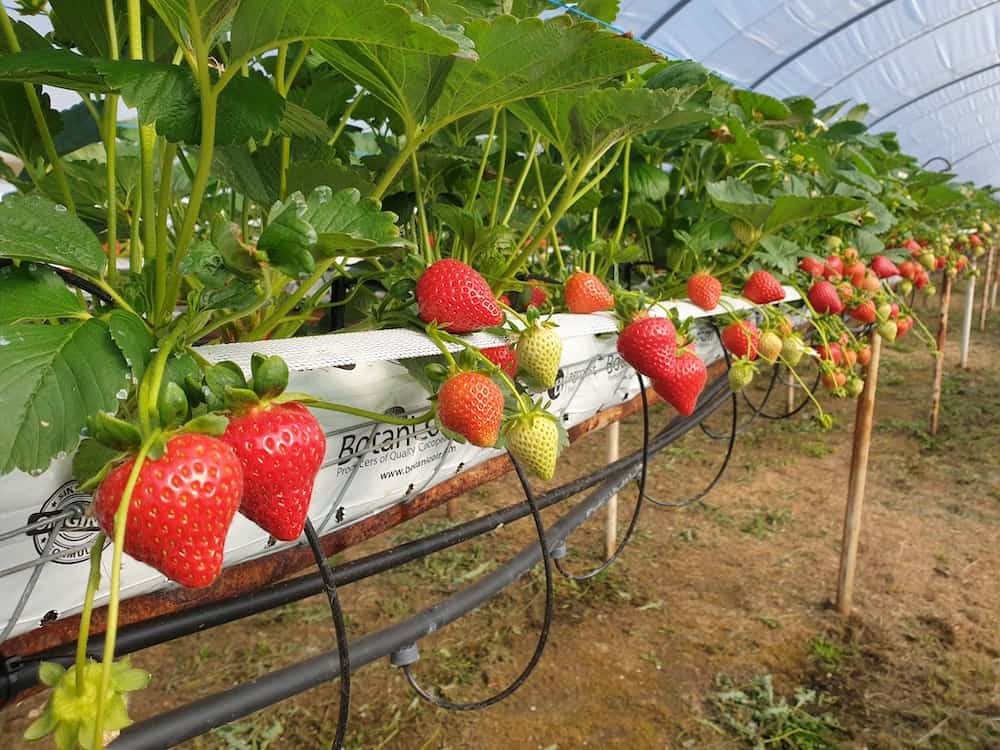Supporting new strawberry variety development for a rapidly evolving ...